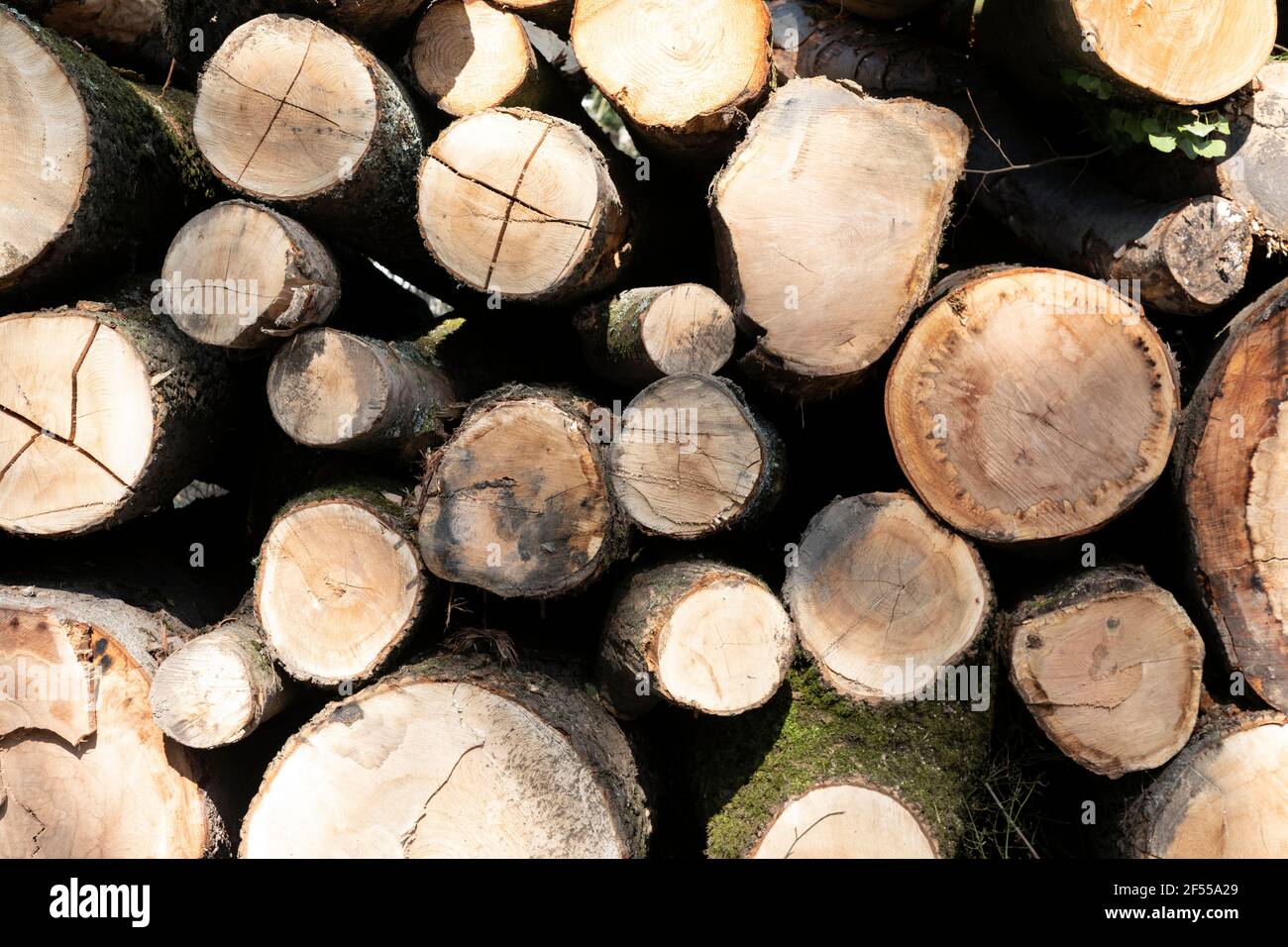 Tree trunks in a lumberyard Stock Photo - Alamy