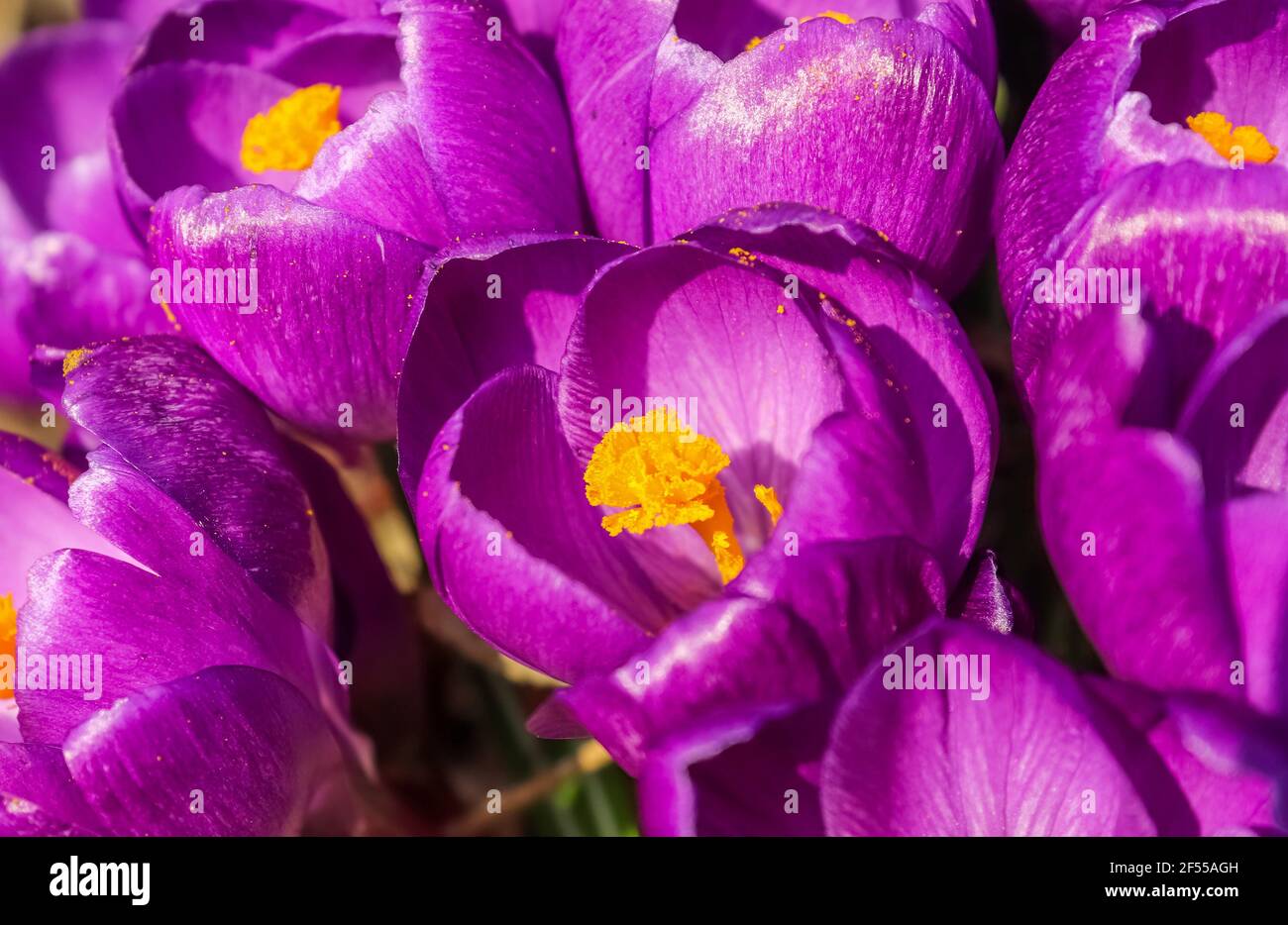 Purple crocus growing outside. View at magic blooming spring flowers ...