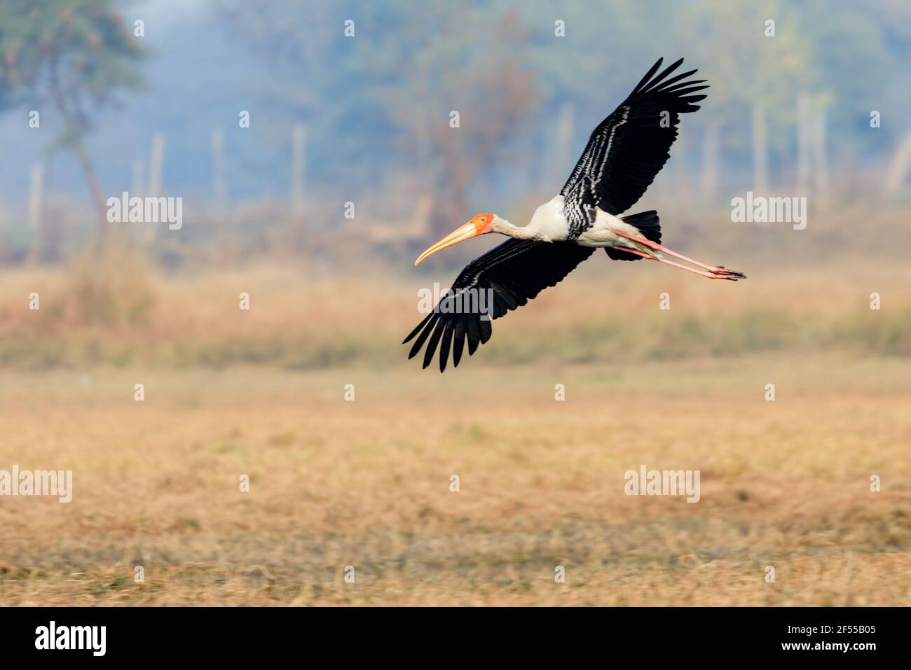 painted stork fling low & coming in to land Stock Photo - Alamy