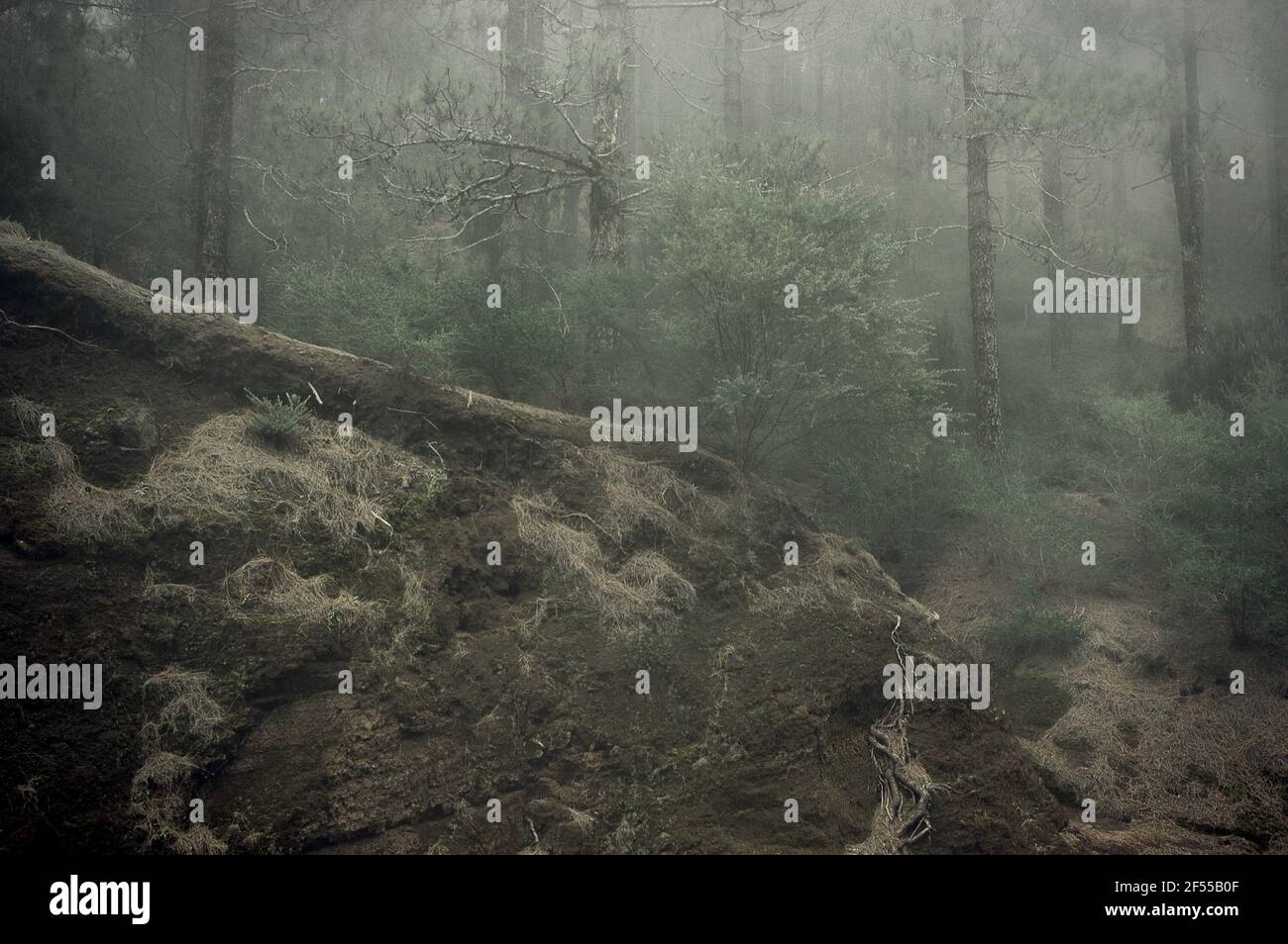Ghostly looking forest, with old fallen trees, spooky bushes, with a ...