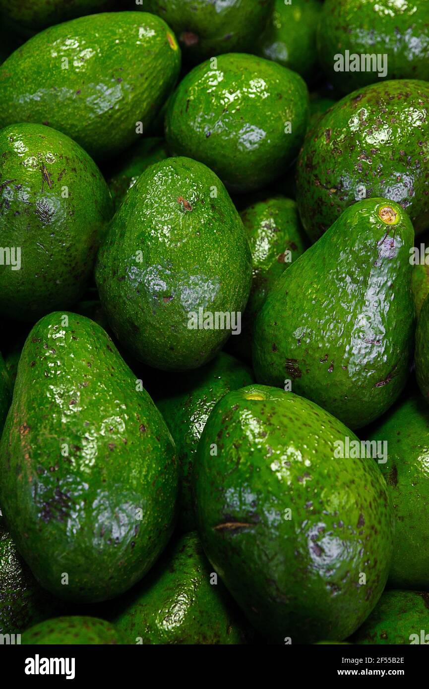 Pile of Gwen avocados at the Farmer's market or grocery store, one of ...