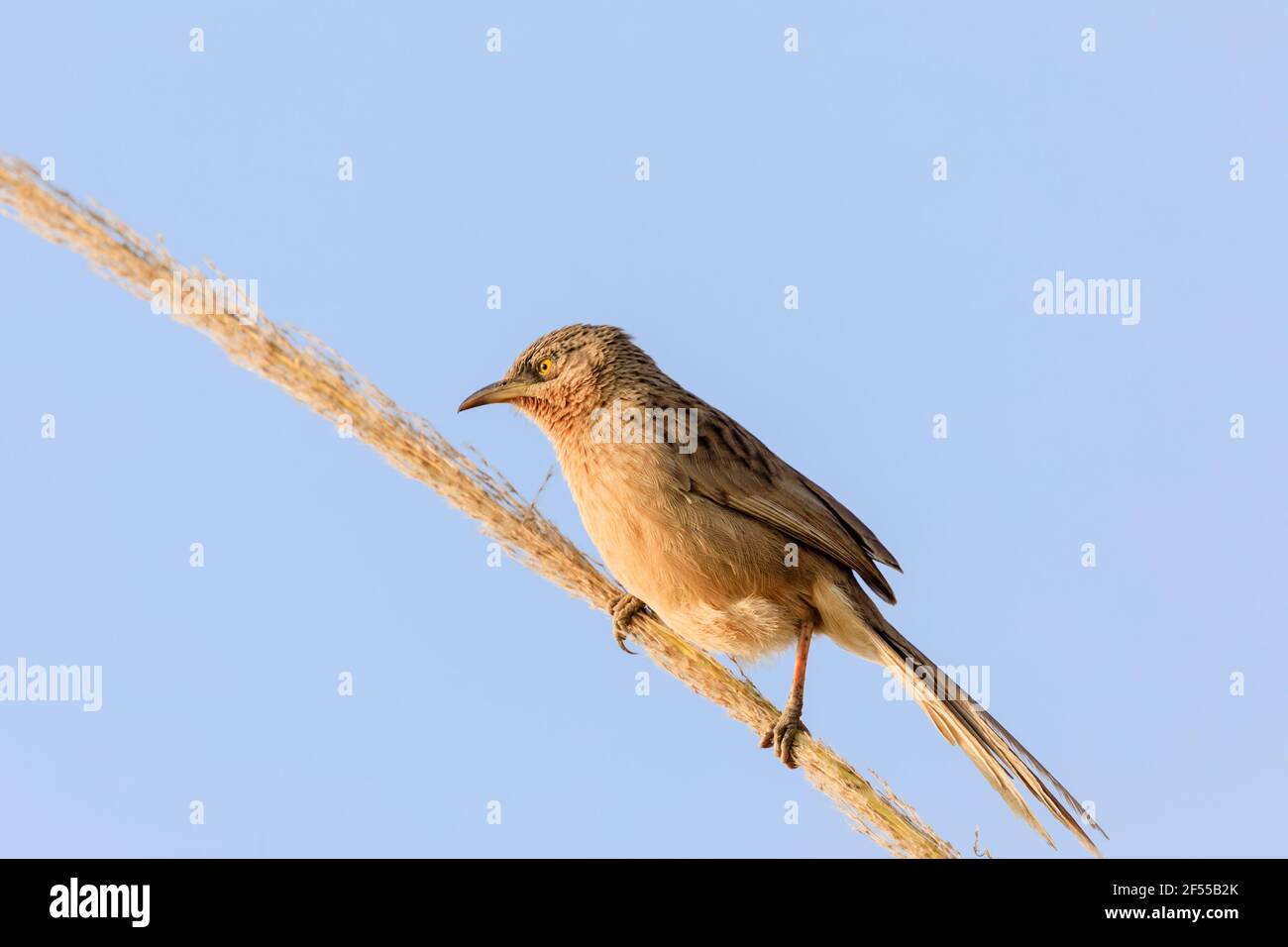 Striated Babbler climbing up a tall grass stock Stock Photo - Alamy