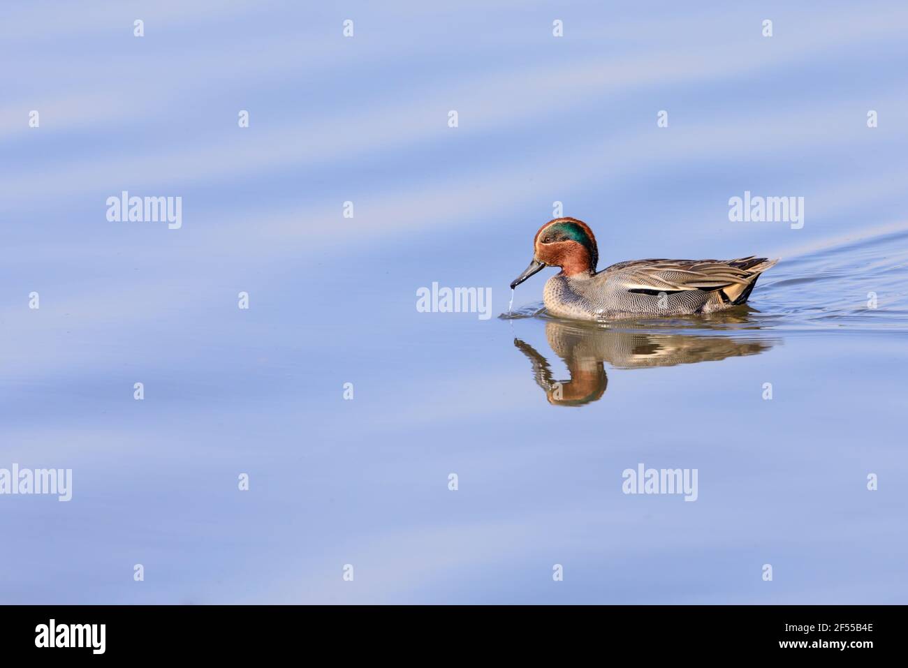 Common teal swimming in a calm lake Stock Photo - Alamy