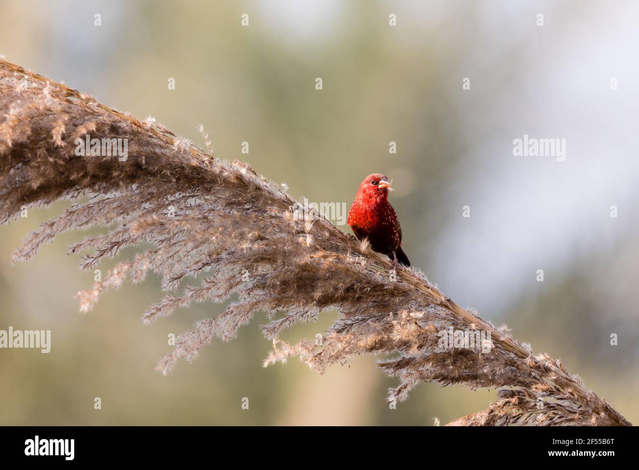 Red munia hi-res stock photography and images - Alamy