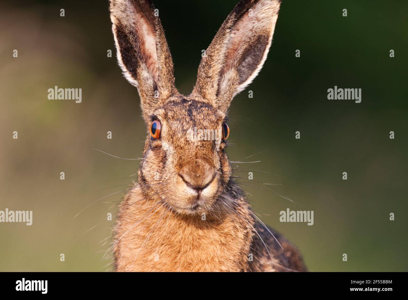 Hare face hi-res stock photography and images - Alamy