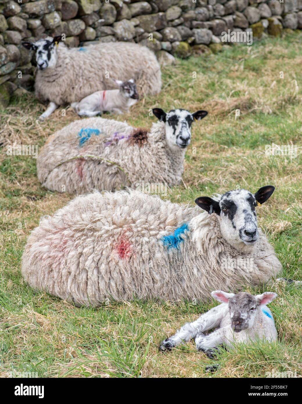 Lambing time in spring north hi-res stock photography and images - Alamy