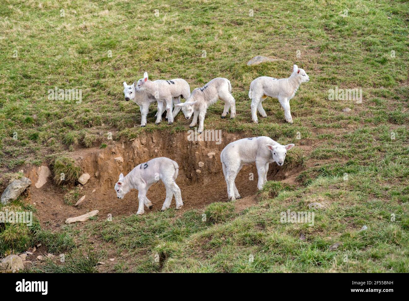 Gambolling lambs hi-res stock photography and images - Alamy