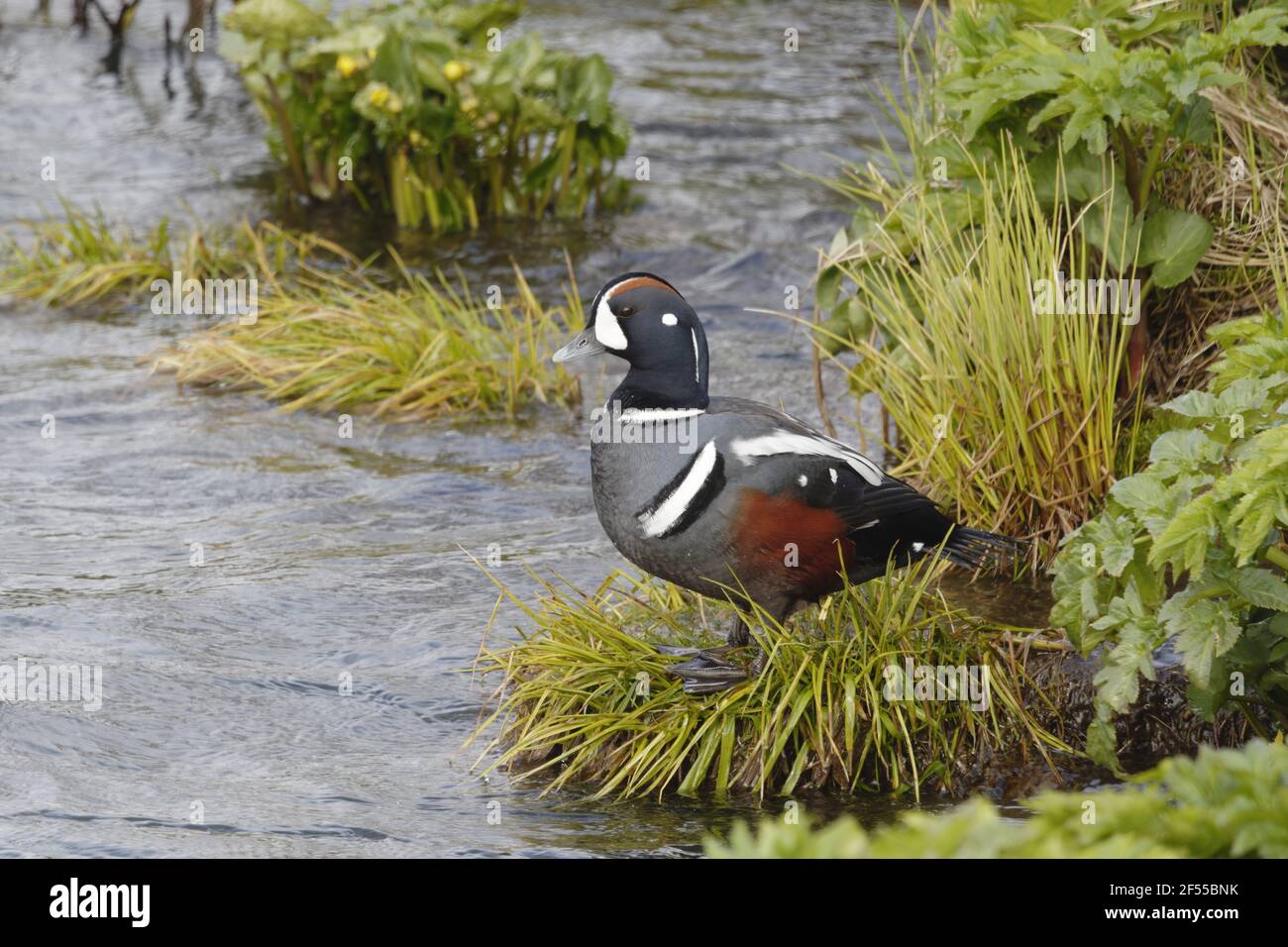Harlequin Duck - male in nest area Histrionicus histrionicus Lake ...