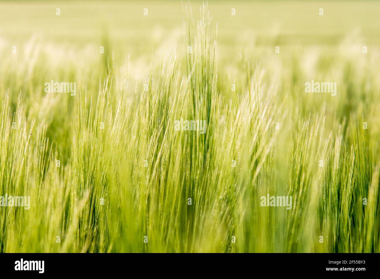 Washing wheat hi-res stock photography and images - Alamy