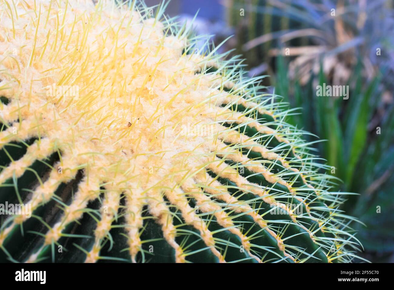 Golden barrel cactus or Echinocactus grusonii top view. Succulent plant ...