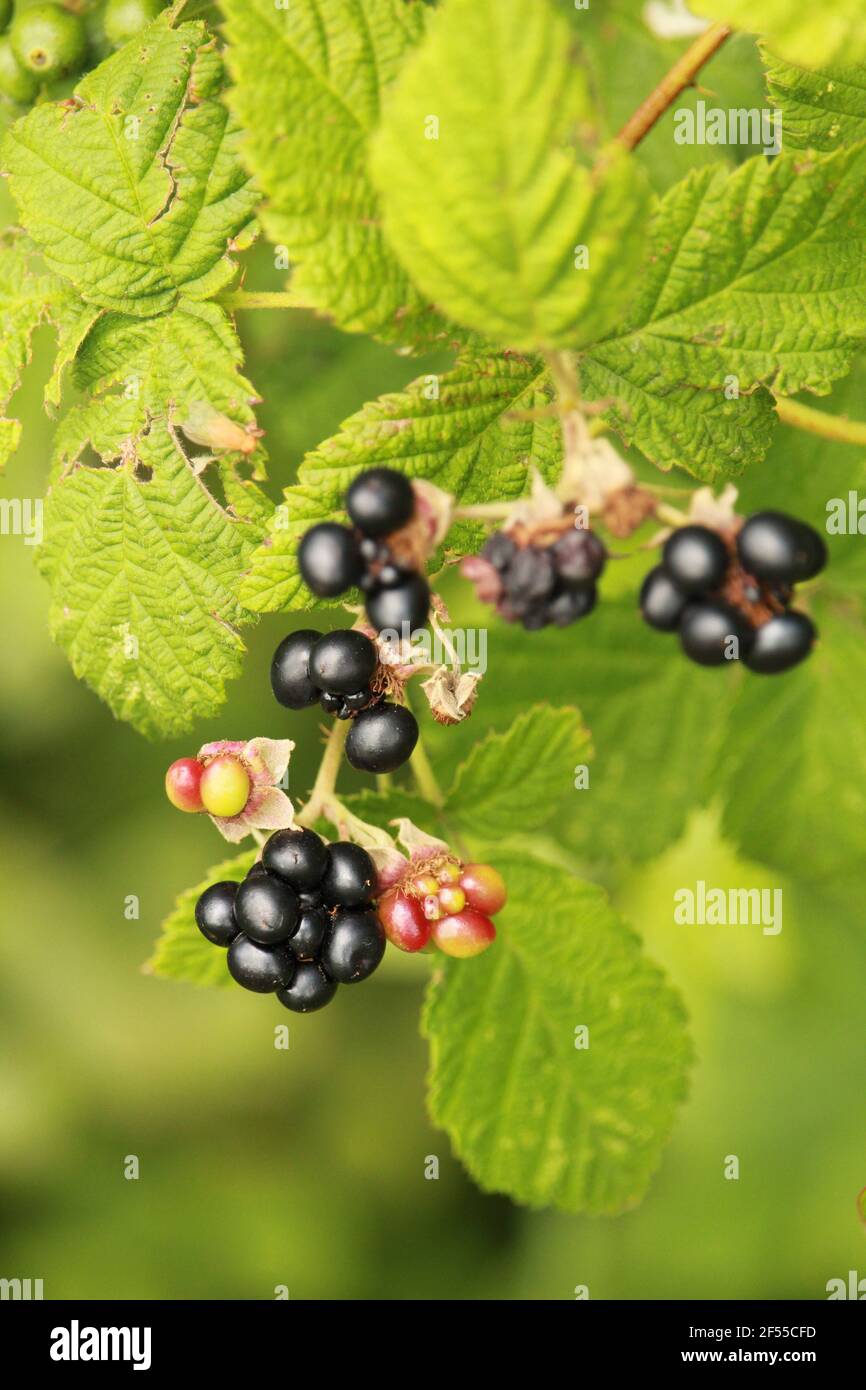 Closeup shot of wild berries in the forest Stock Photo - Alamy