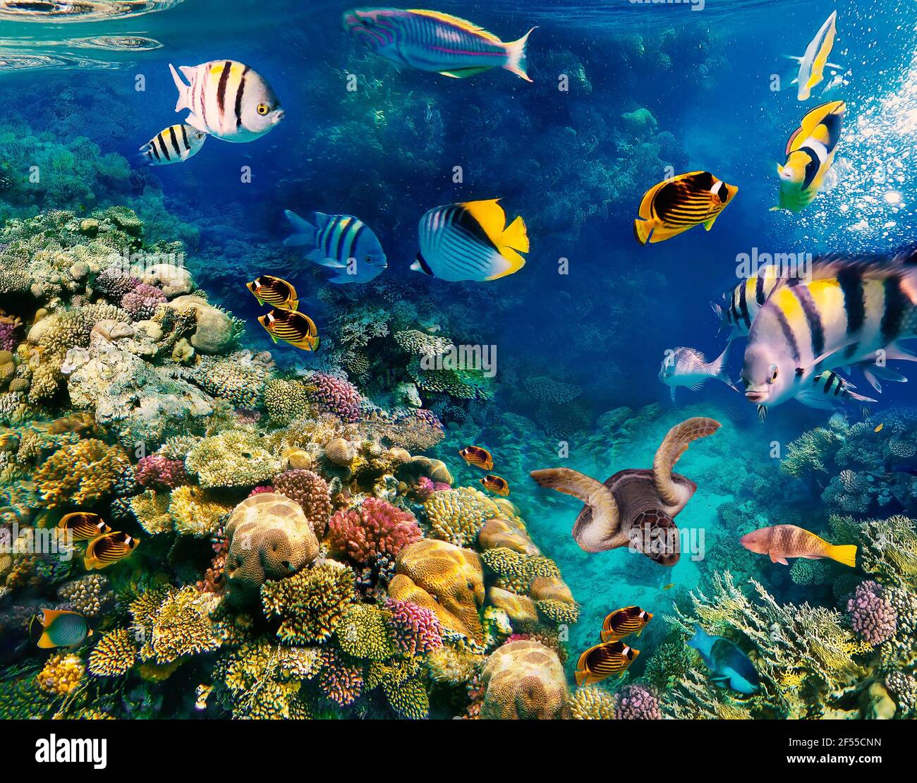 Underwater world. Coral fishes of Red sea. Egypt Stock Photo - Alamy