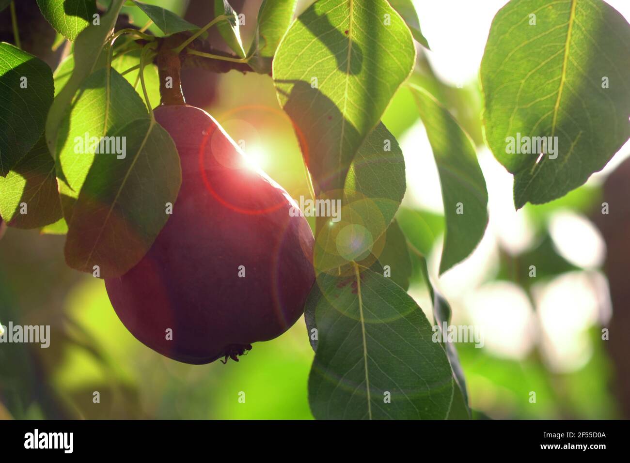 Red Williams Pear Tree Stock Photo - Alamy