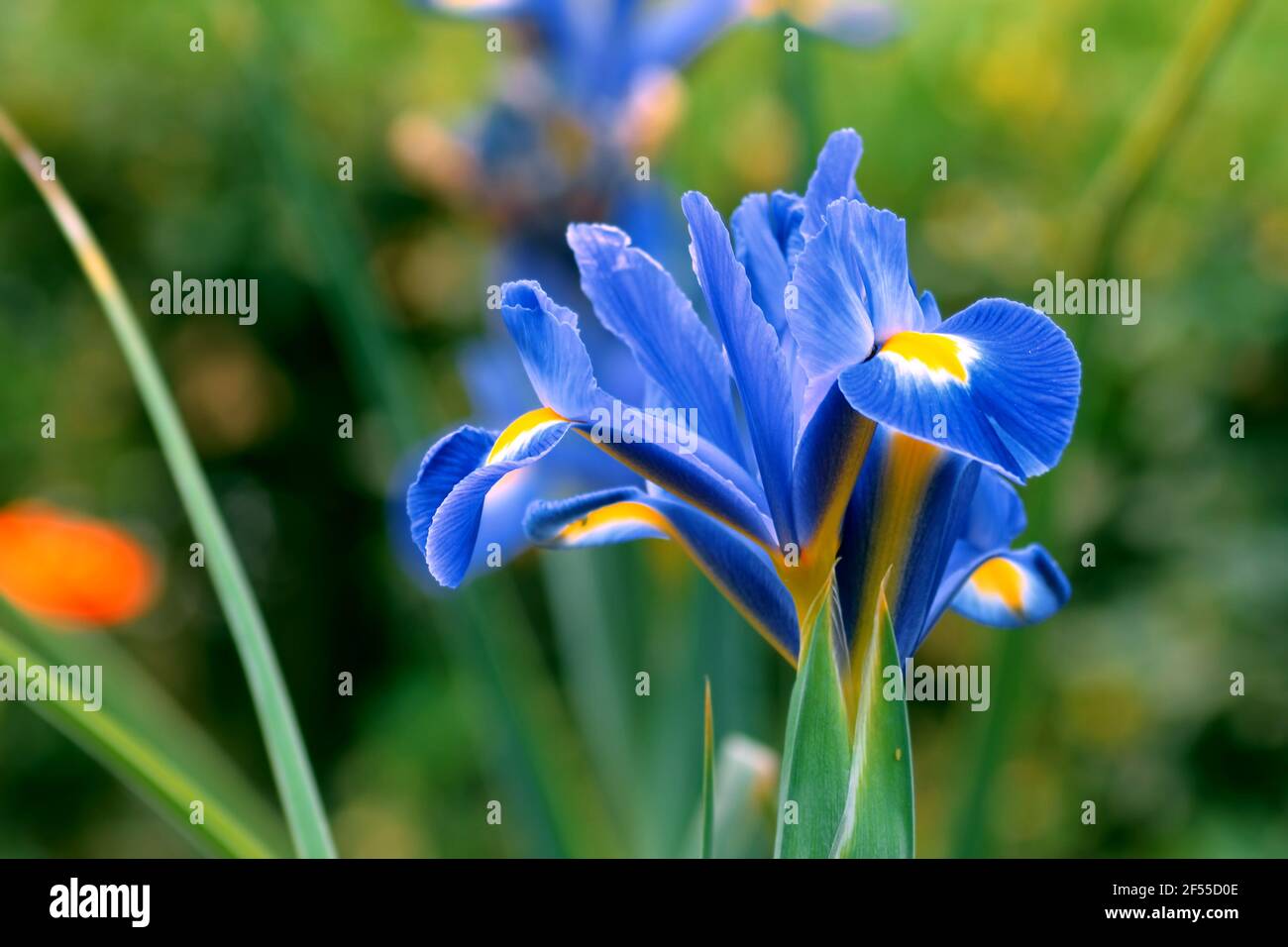 reticulated iris.Iris reticulata dark blue spring flower in a garden ...