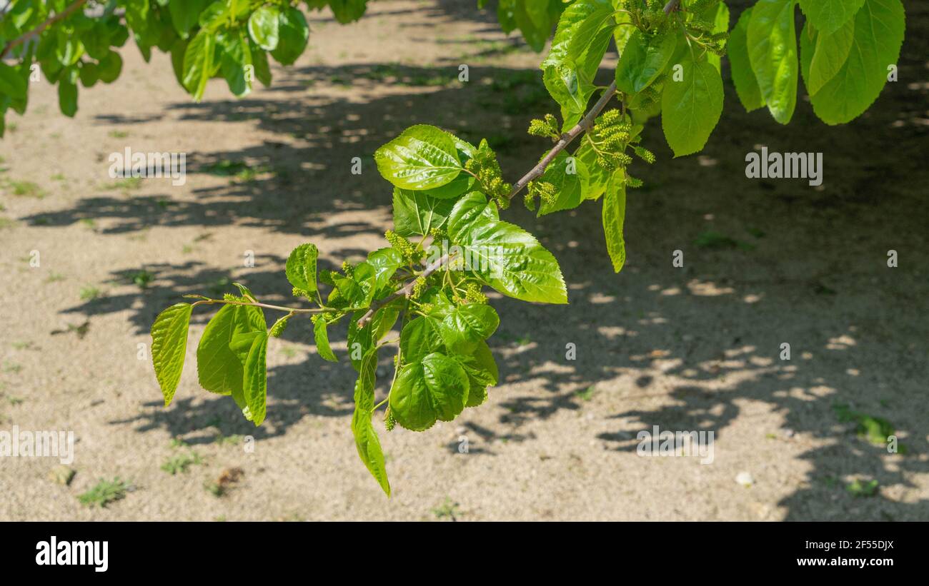 Blackberry tree hi-res stock photography and images - Alamy