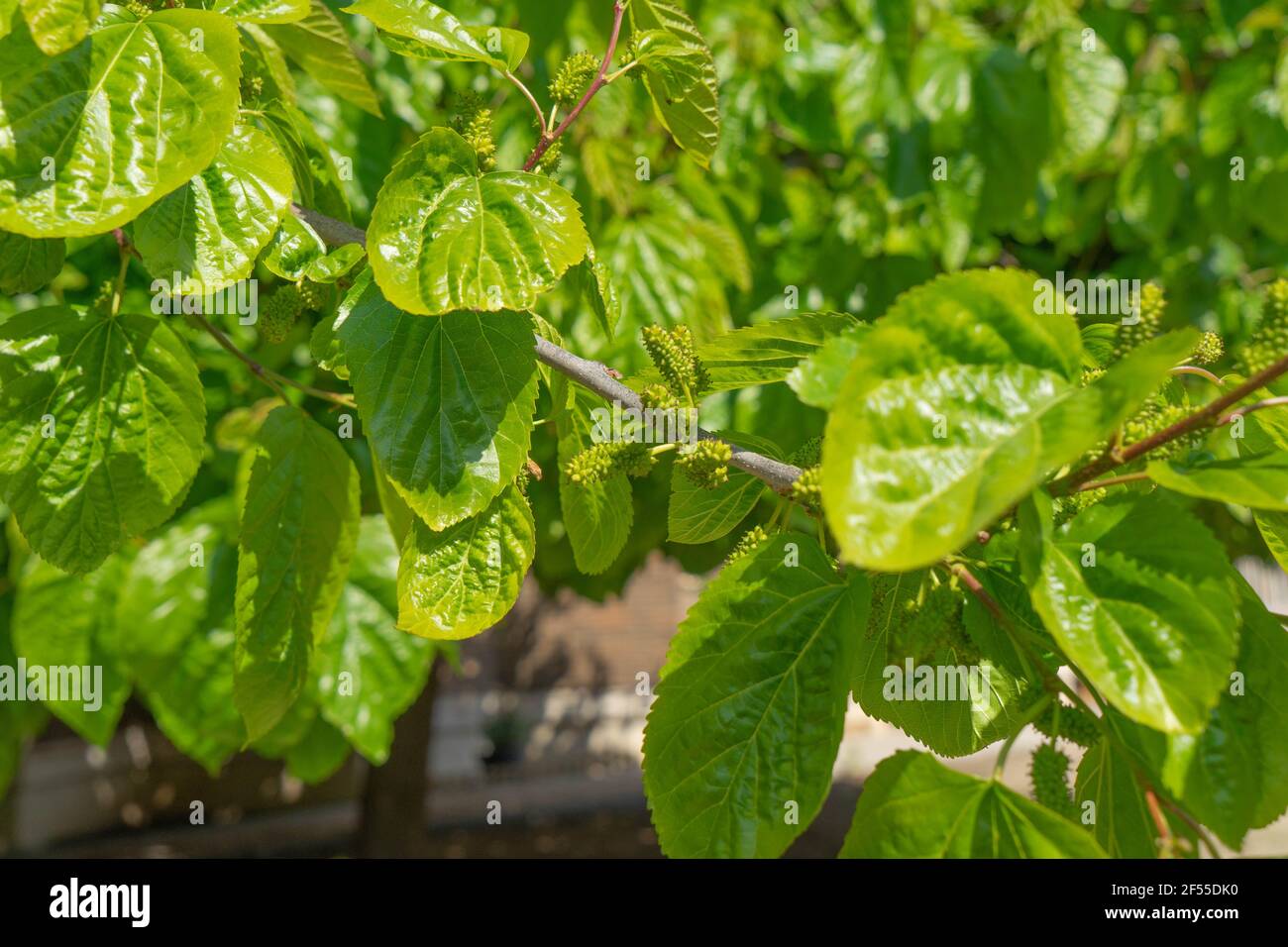 Blackberry tree hi-res stock photography and images - Alamy