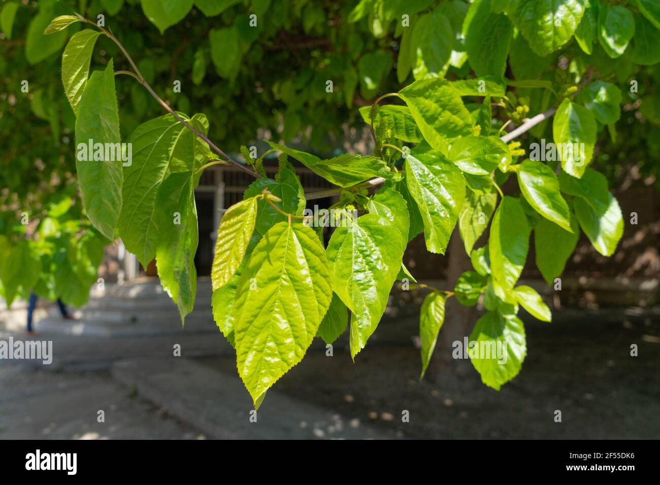 the blackberry tree beginning to give its rich blackberries Stock Photo ...