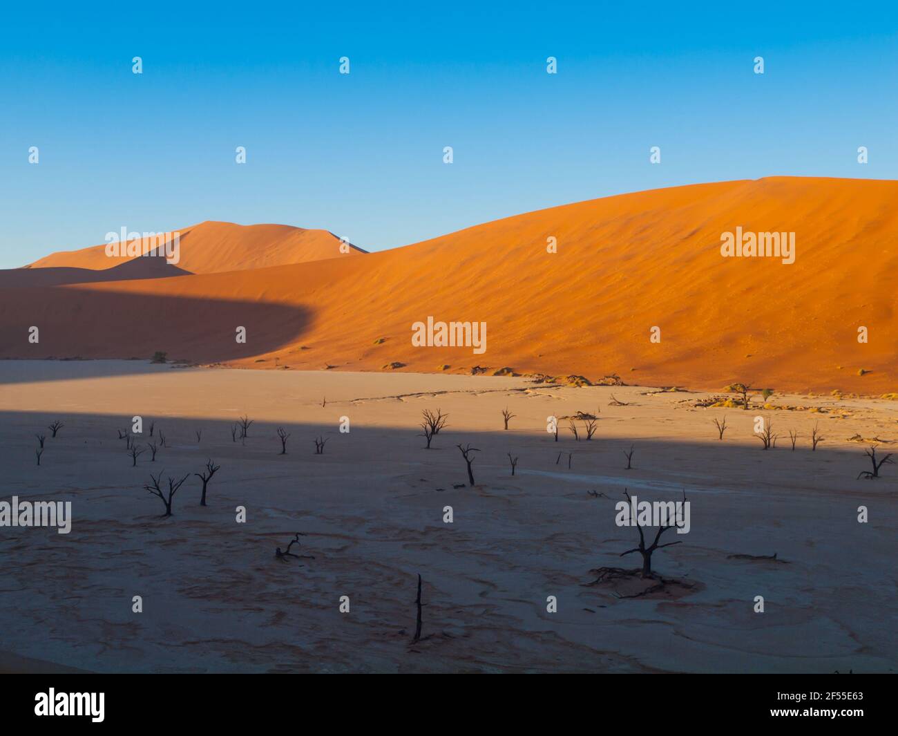 Dead acacia tree in silhouette hi-res stock photography and images - Alamy