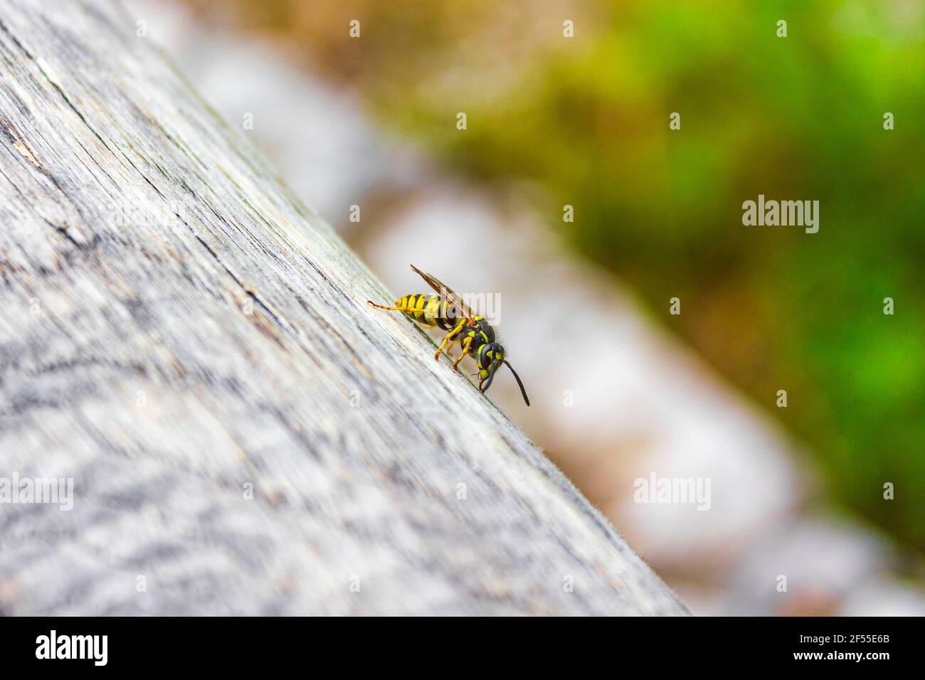 Wasp climbing on wooden beam black and yellow insects bees honeybees in ...