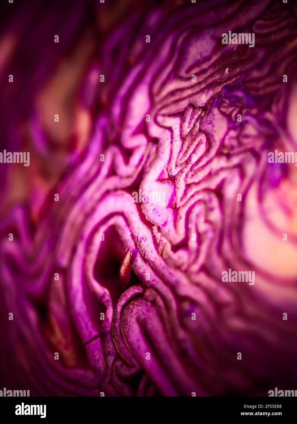Red cabbage close-up. The texture of the cut cabbage Stock Photo - Alamy