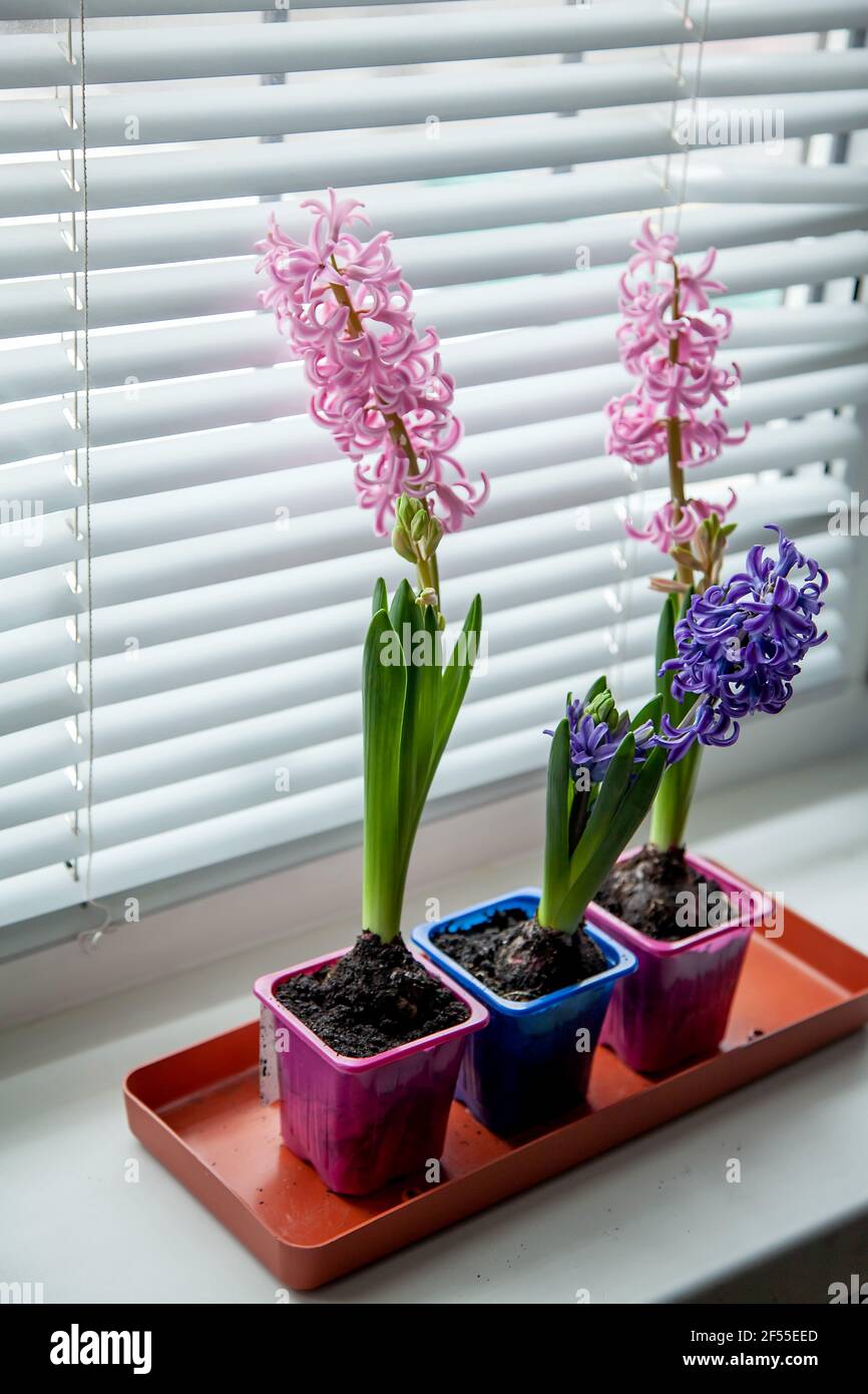 Three blooming multi-colored hyacinths on the window. Home garden on ...
