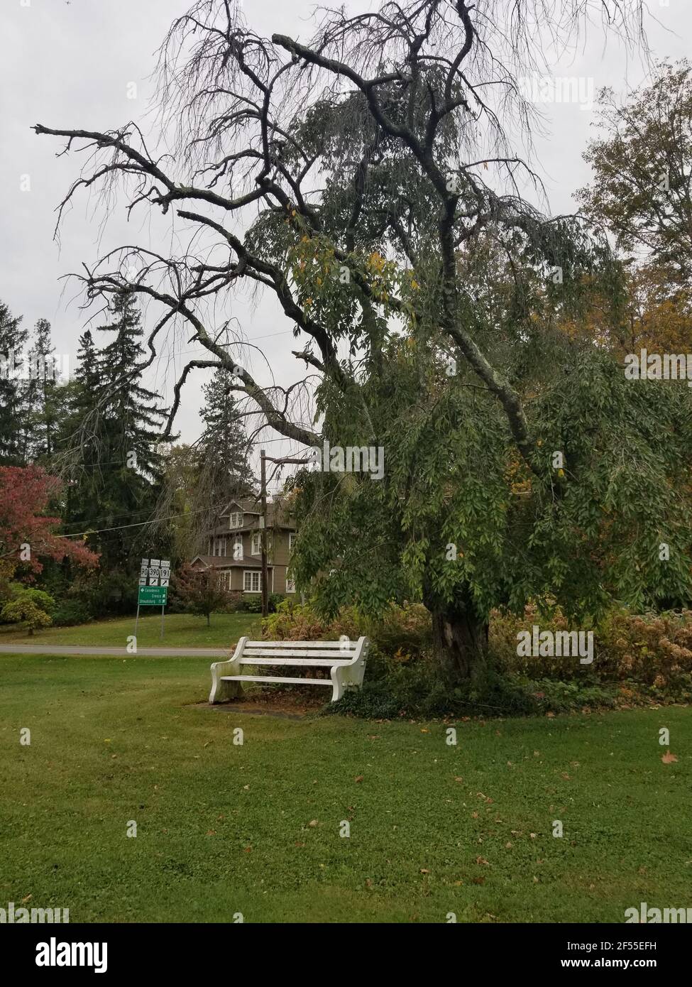 Vertical shot of an empty white bench under a green tree in a park ...