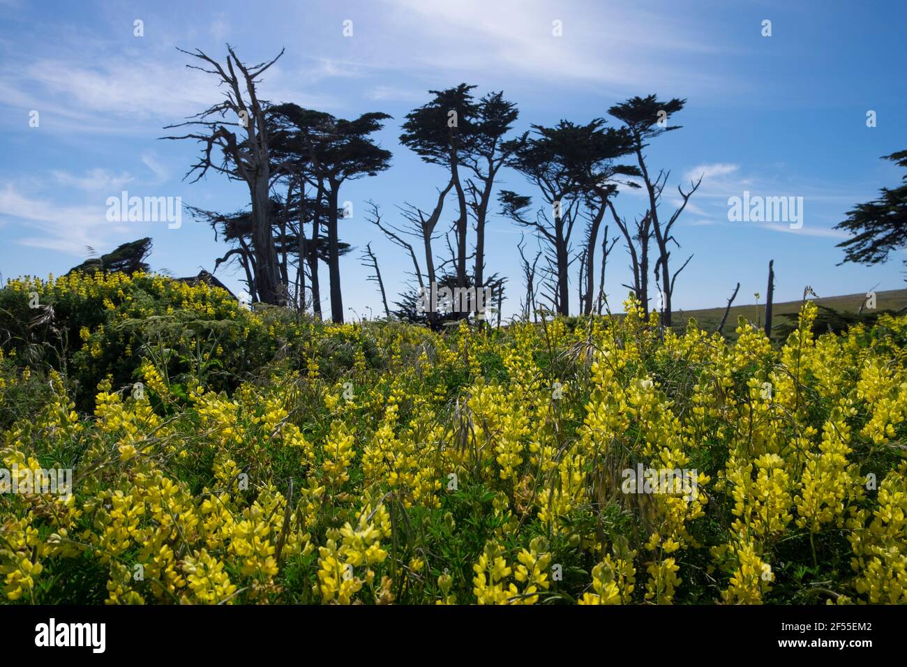 Scraggly hi-res stock photography and images - Alamy