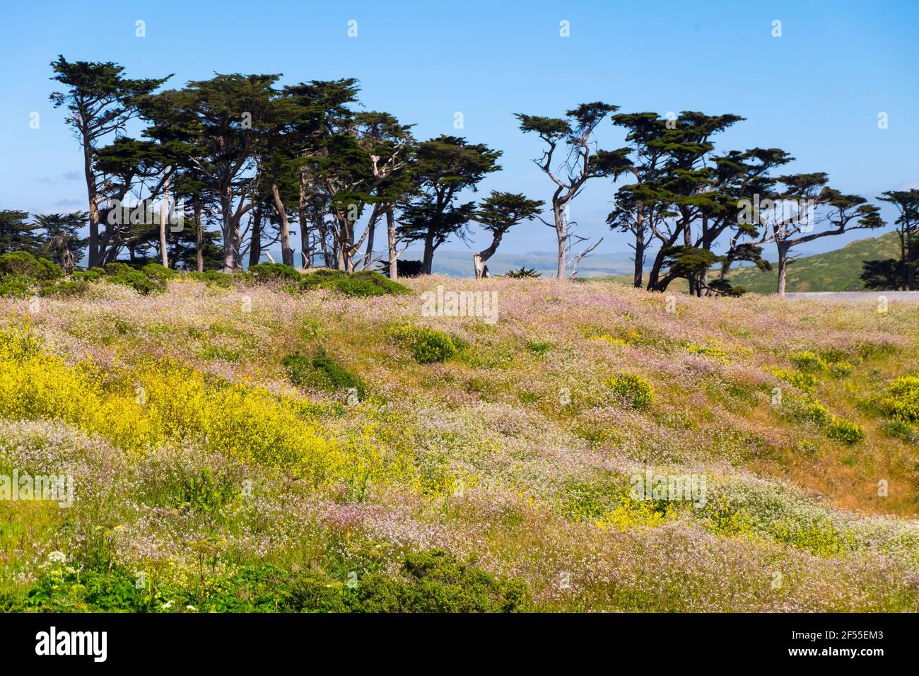 A meadow is in spring bloom with colorful flowers and scraggly trees in ...