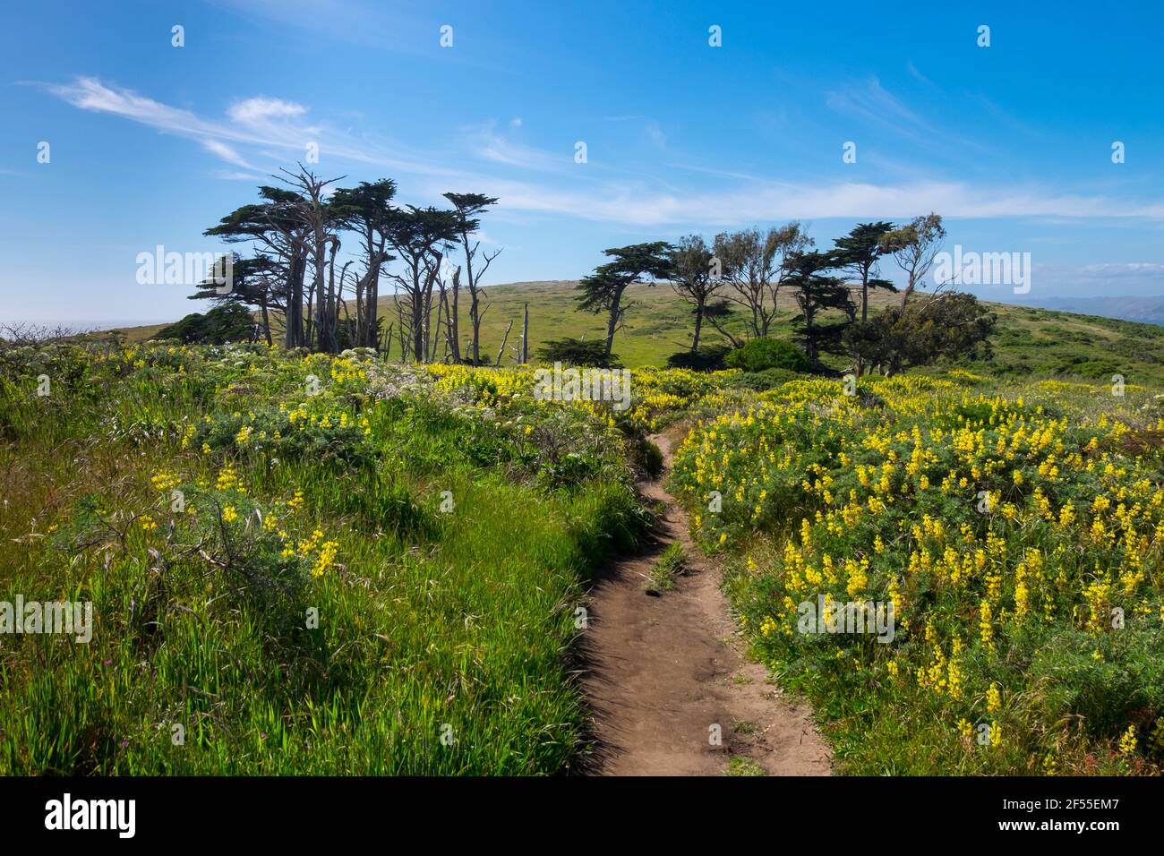 A meadow is in spring bloom with colorful flowers and scraggly trees in ...