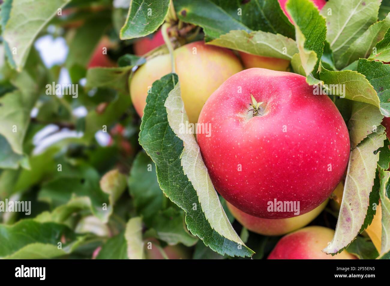Bright red apple on a tree in an orchard Stock Photo - Alamy