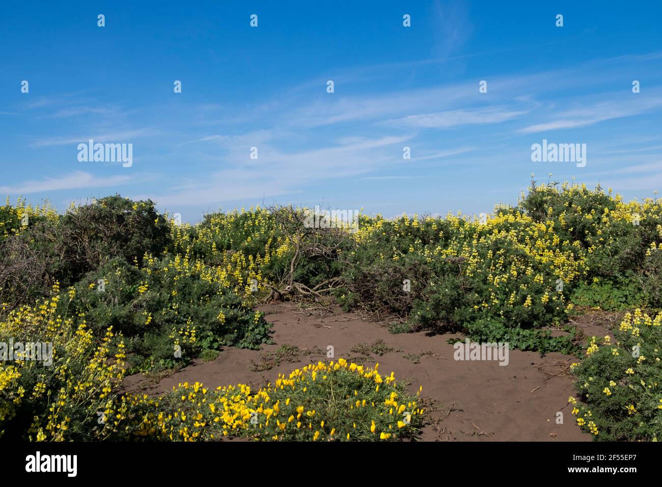 A meadow is in spring bloom with colorful flowers. At Point Reyes ...