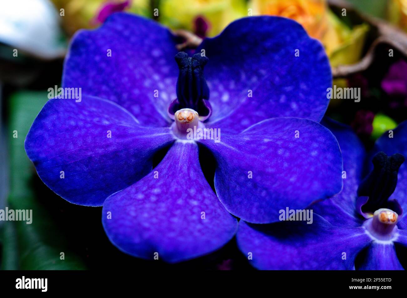 Blue vanda orchids hi-res stock photography and images - Alamy