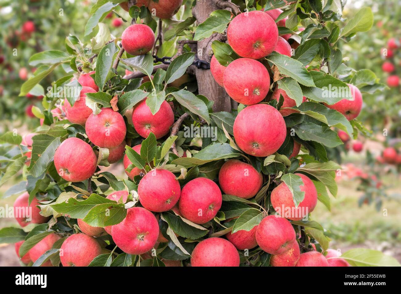 Apple tree with many red apples just before the harvest Stock Photo - Alamy