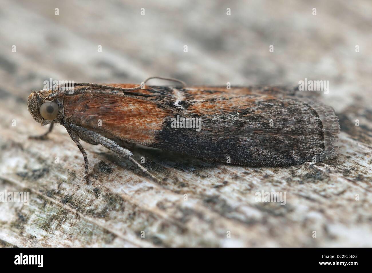Indian meal moth hi-res stock photography and images - Alamy