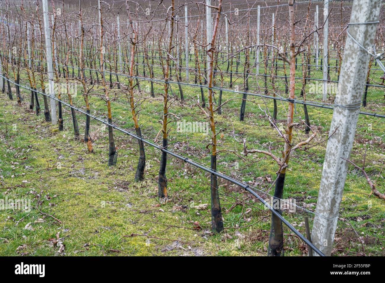 Young fruit trees on a plantation with irrigation system Stock Photo ...