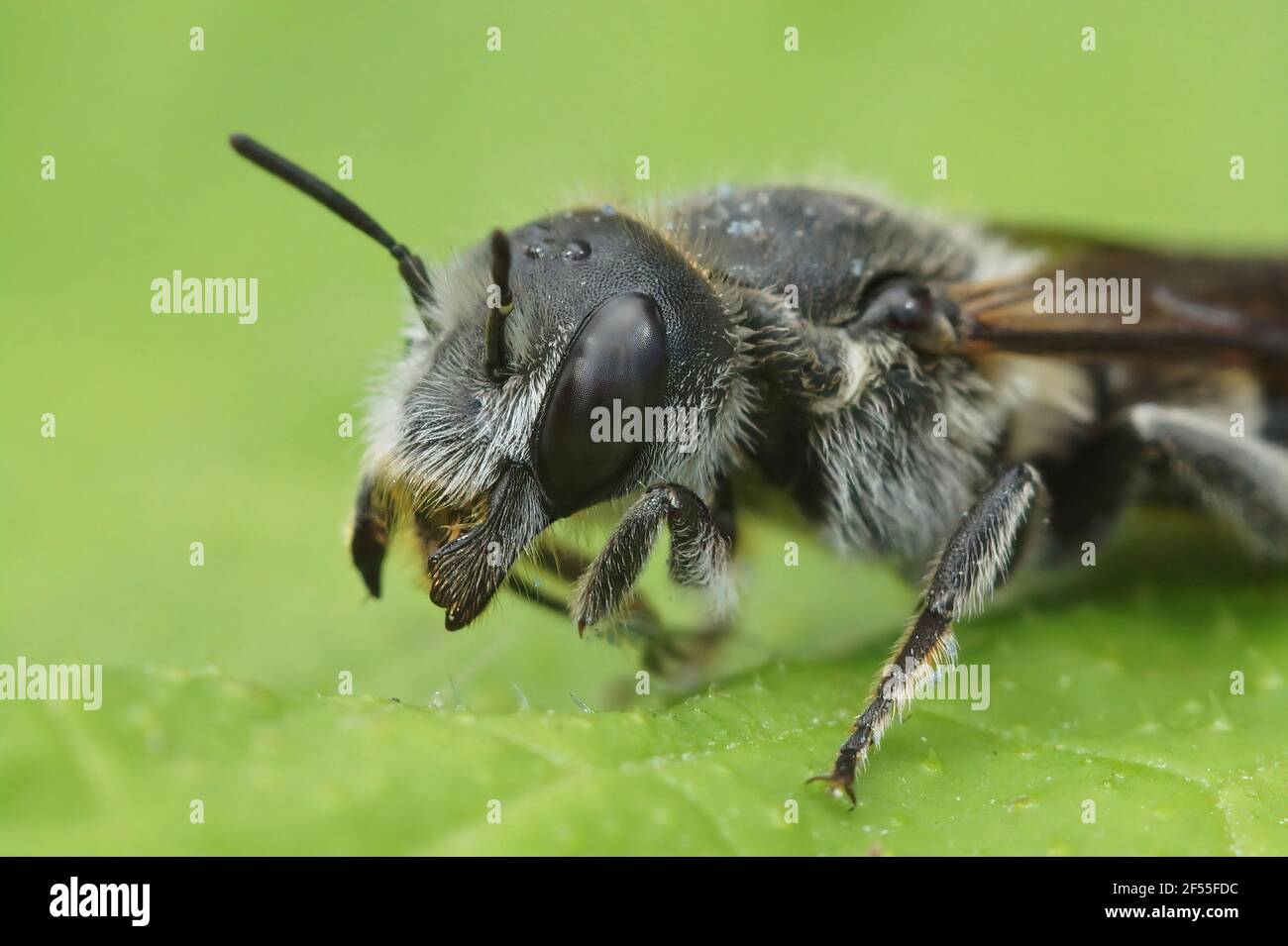 Bee feet hi-res stock photography and images - Alamy