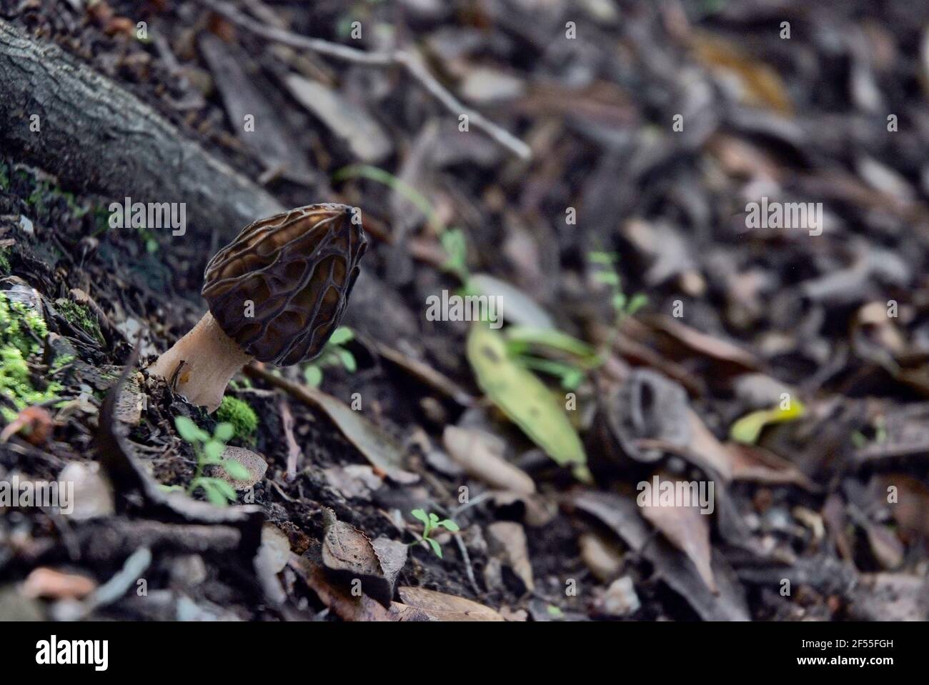 Morel mushroom black hi-res stock photography and images - Alamy