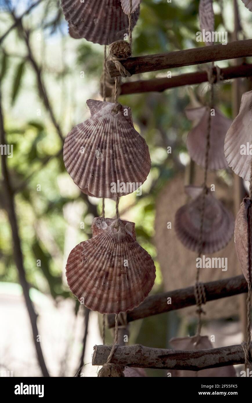 Vertical shot of Scallop Seashells on hanging Shell craft Stock Photo ...