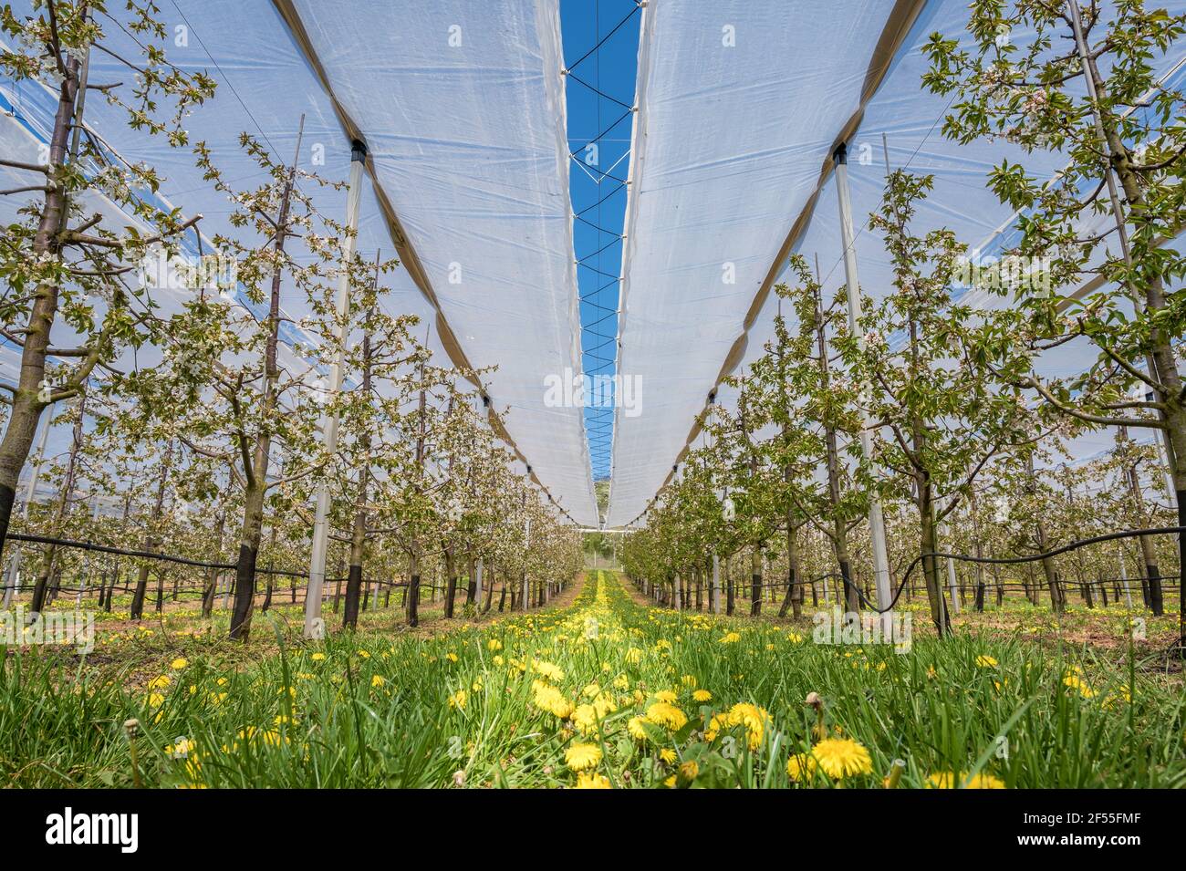 Natural cultivation of cherries from a regional fruit producer ...