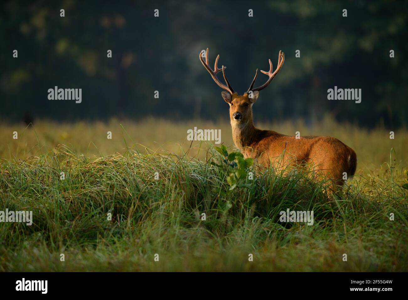 Male Barasingha in the meadows of central India Stock Photo - Alamy
