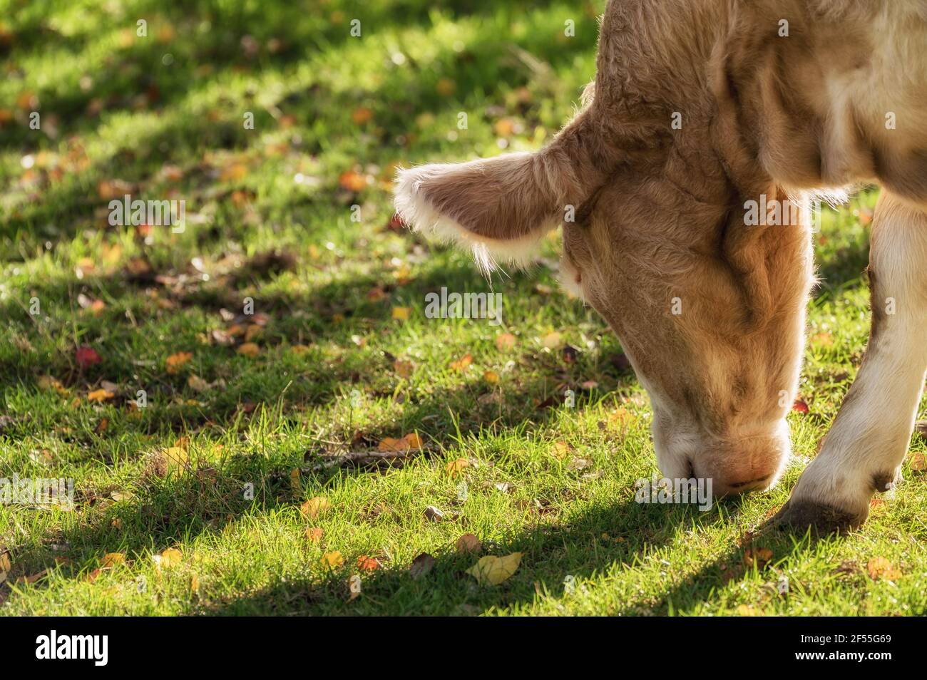 Lush pasture hi-res stock photography and images - Alamy