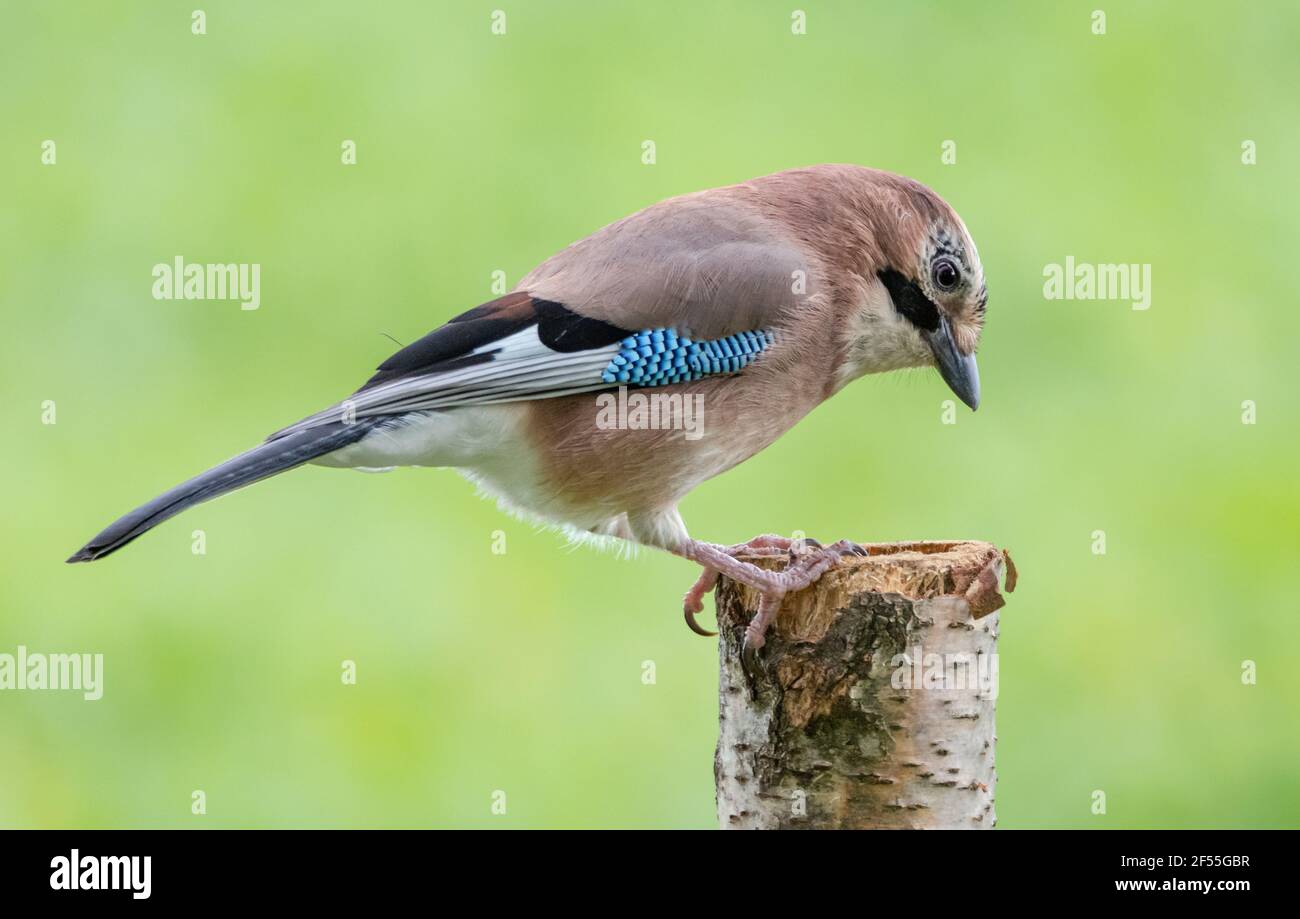 A Jay on an old tree stump Stock Photo - Alamy