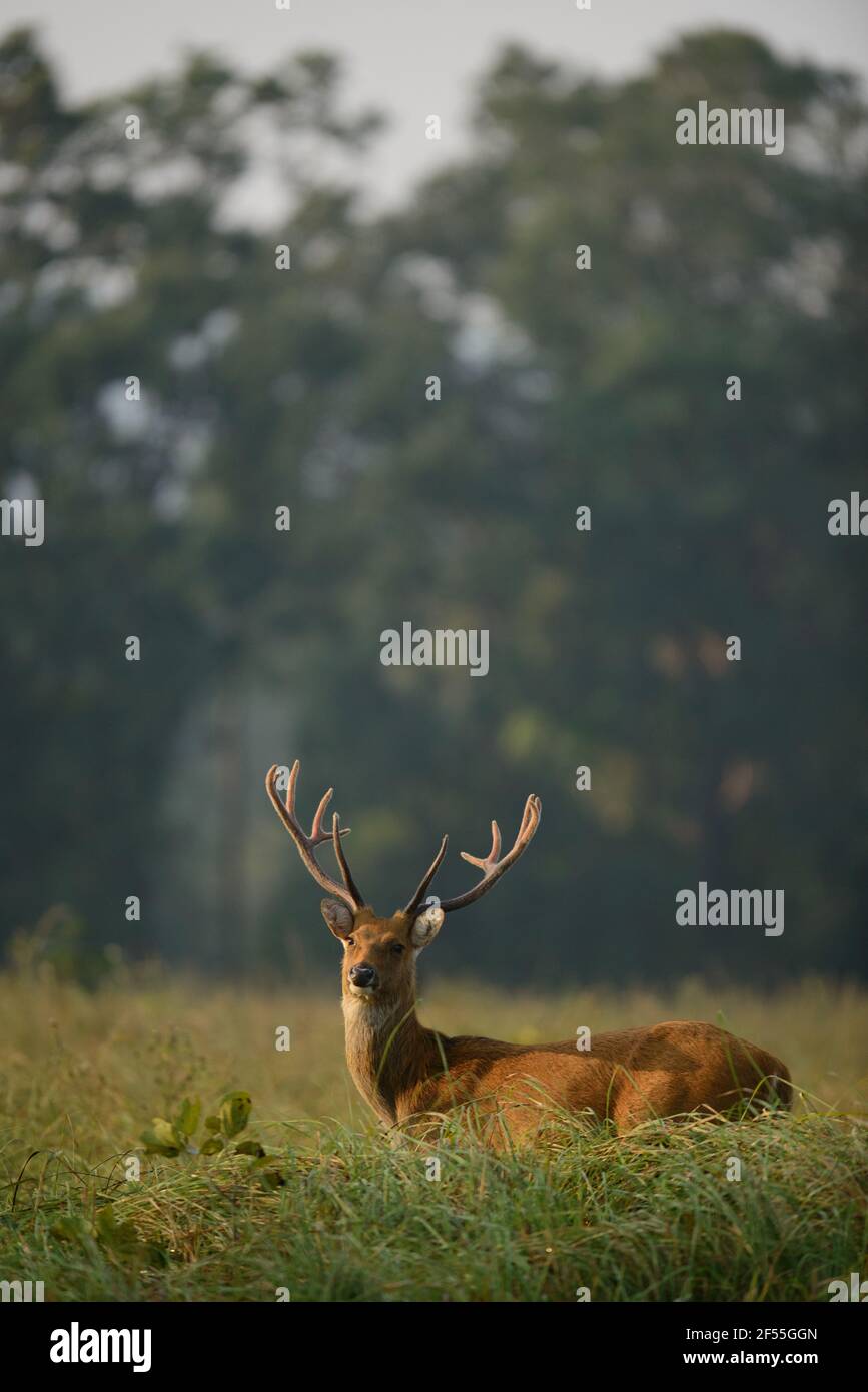Male Barasingha in the meadows of central India Stock Photo - Alamy