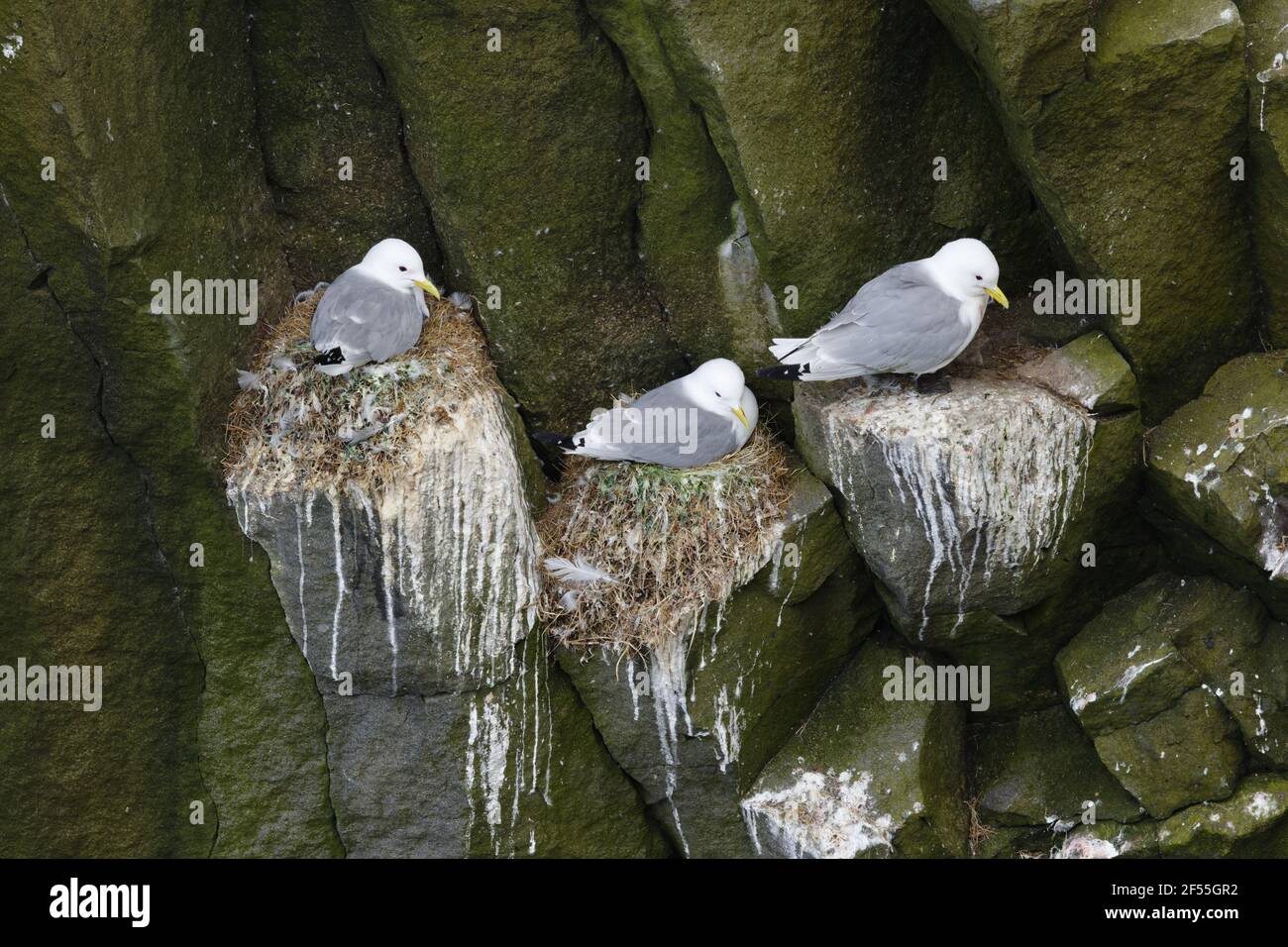 Cliff nesting gull hi-res stock photography and images - Alamy