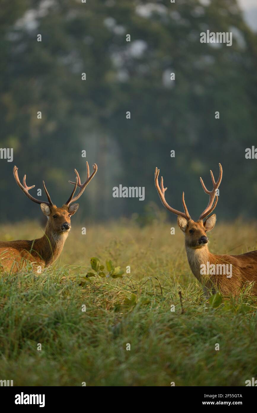 Endemic mammals of india hi-res stock photography and images - Alamy