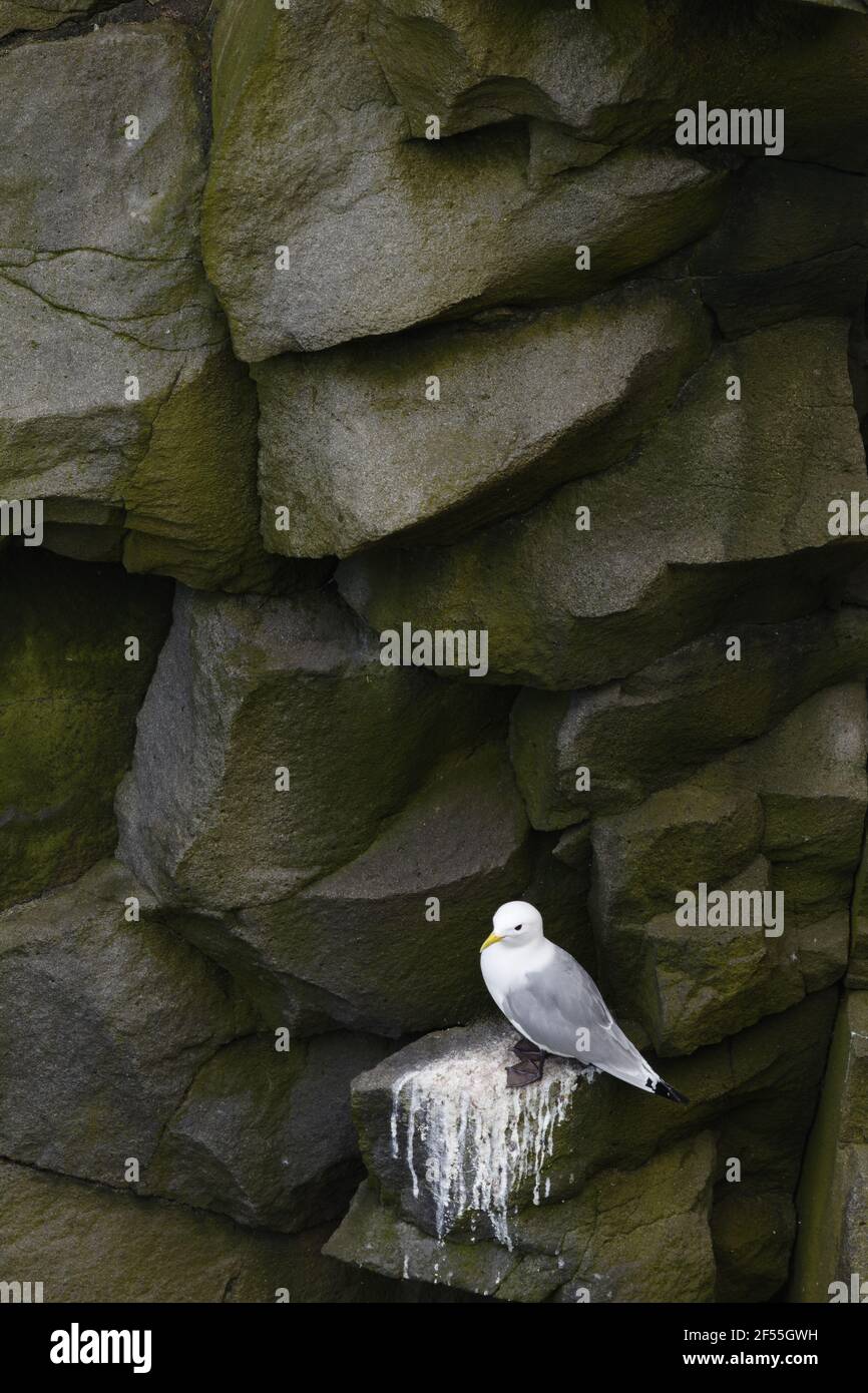 Kittiwake - nesting on cliffsRissa tridactyla Langanes peninsular ...