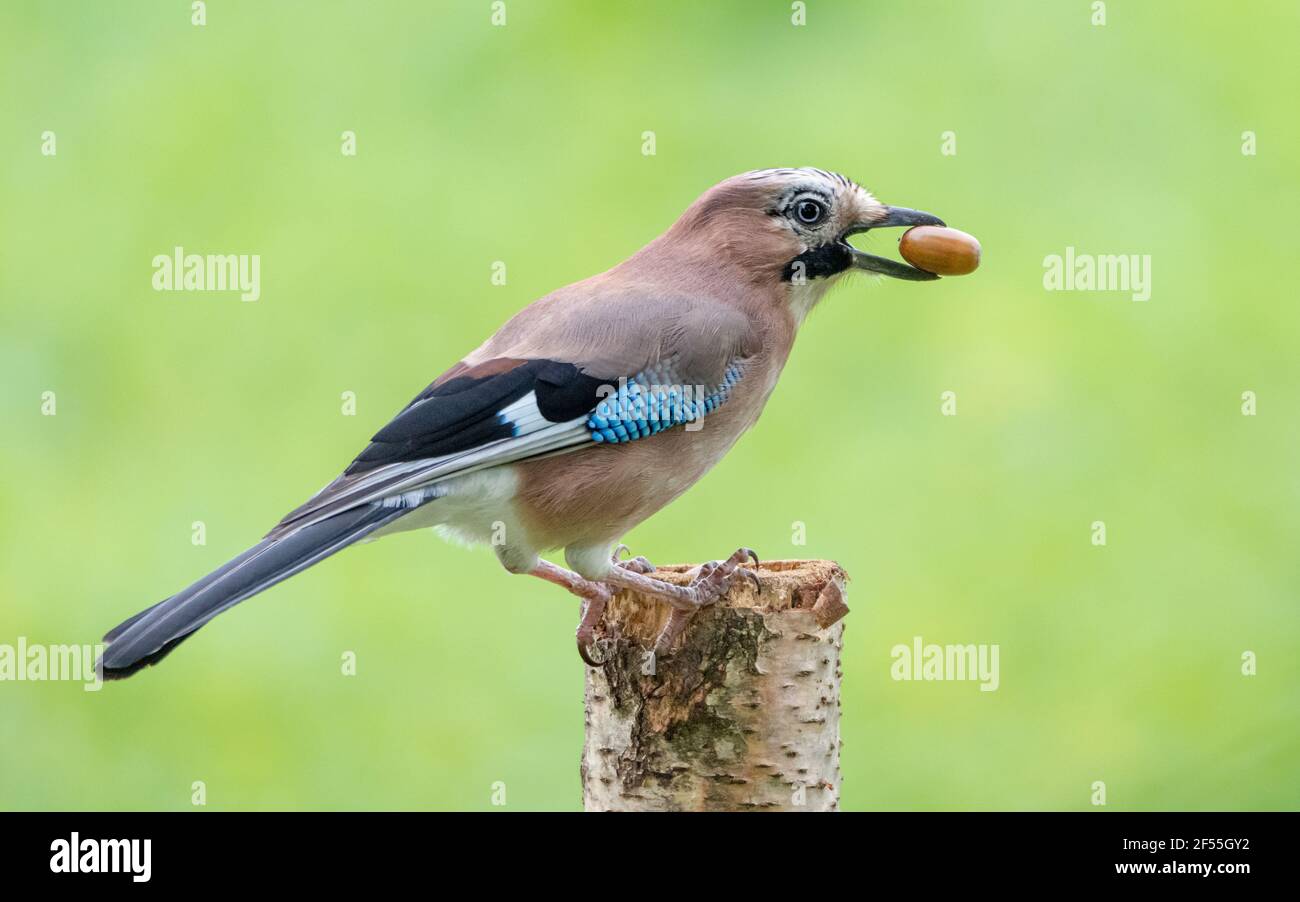Jays collecting acorns hi-res stock photography and images - Alamy
