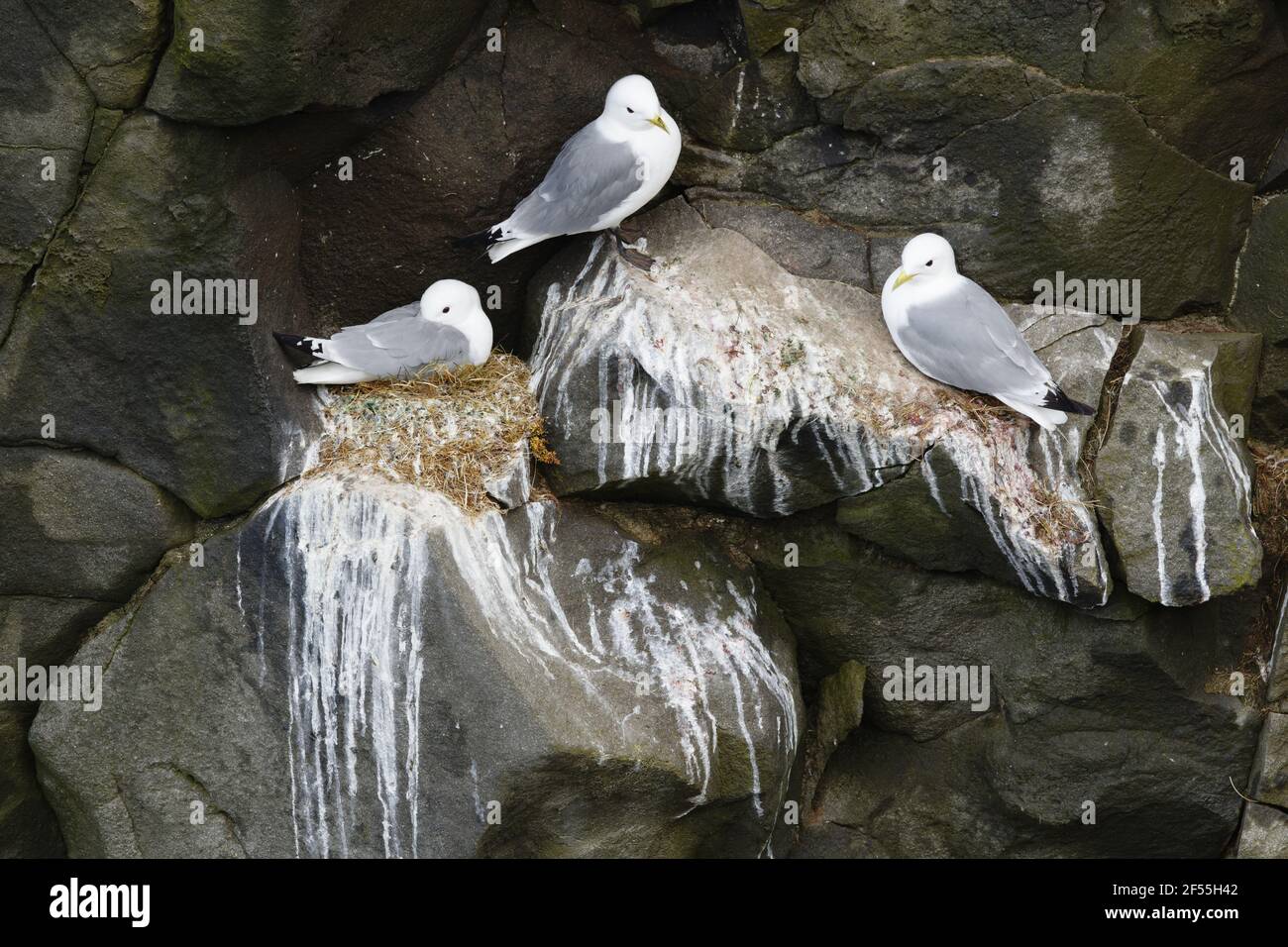 Kittiwake - nesting on cliffsRissa tridactyla Langanes peninsular ...
