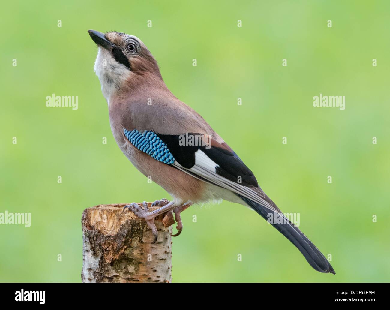 Jays on a log hi-res stock photography and images - Alamy
