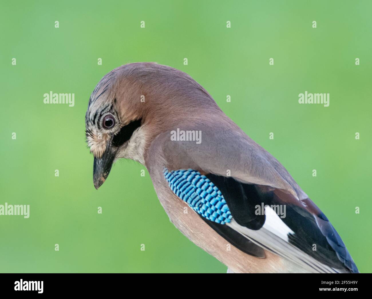 A Jay on an old tree stump Stock Photo - Alamy